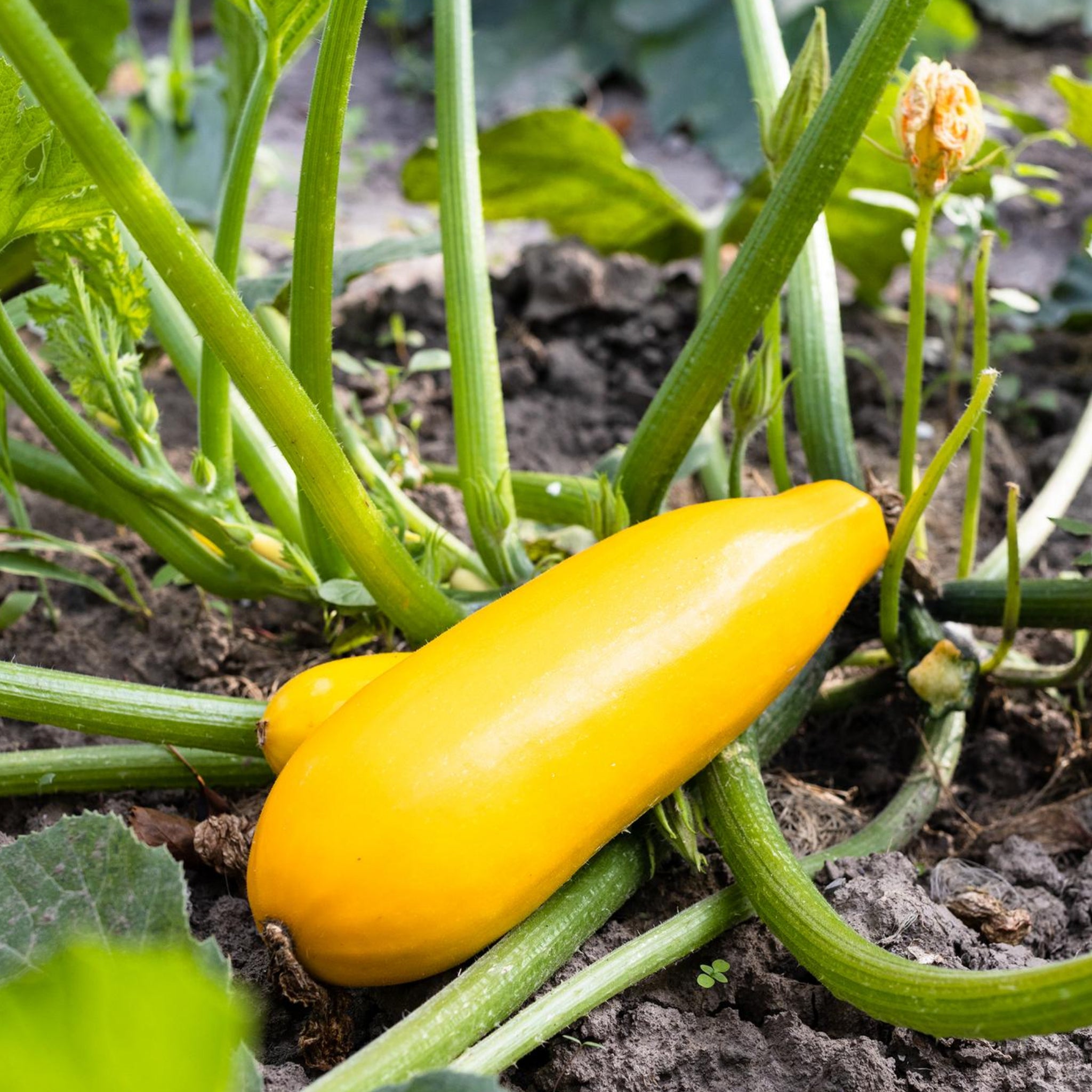 Yellow Summer Squash Plant