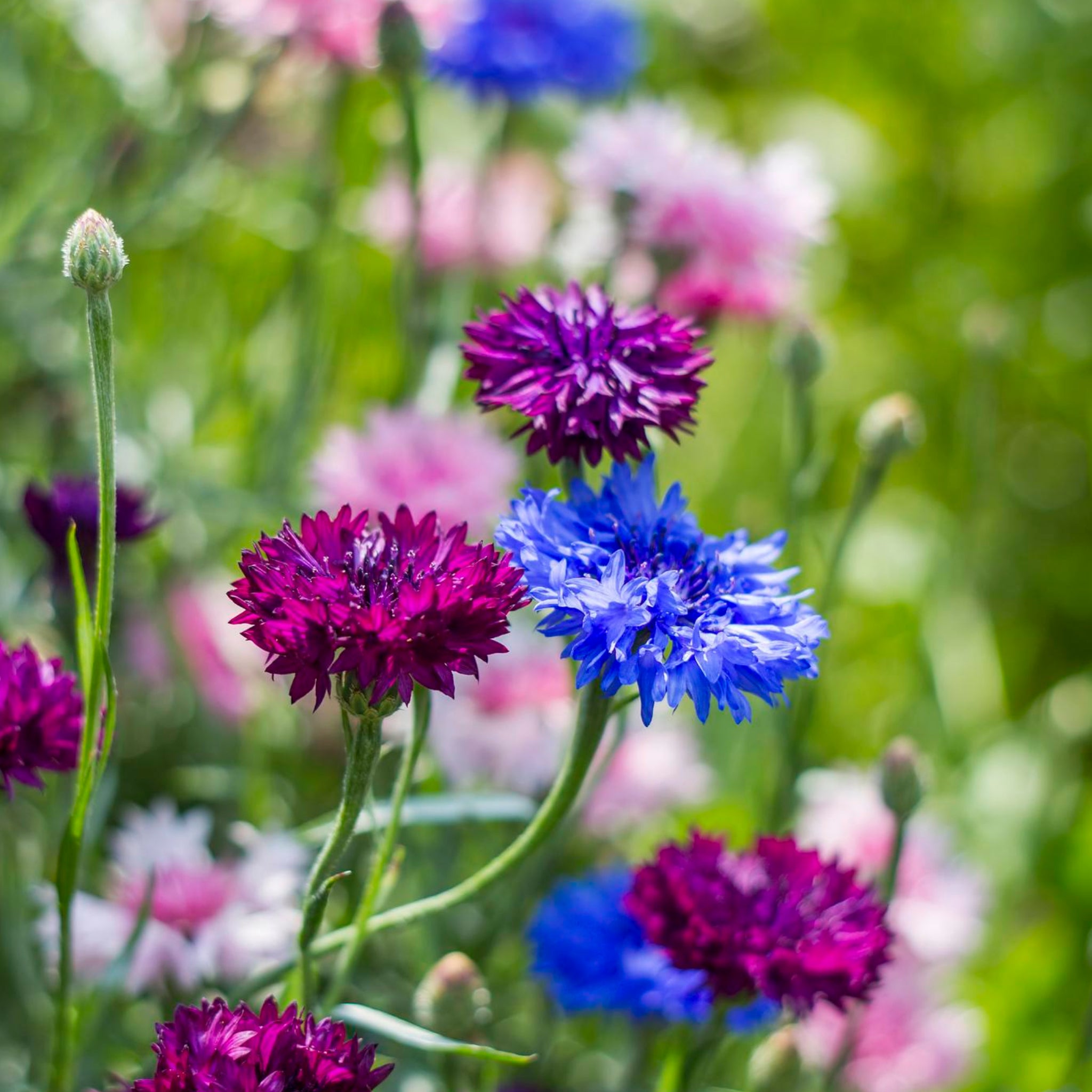 Bachelor Button Flower Seeds - Organic - Non Gmo - Heirloom Seeds – Fl ...