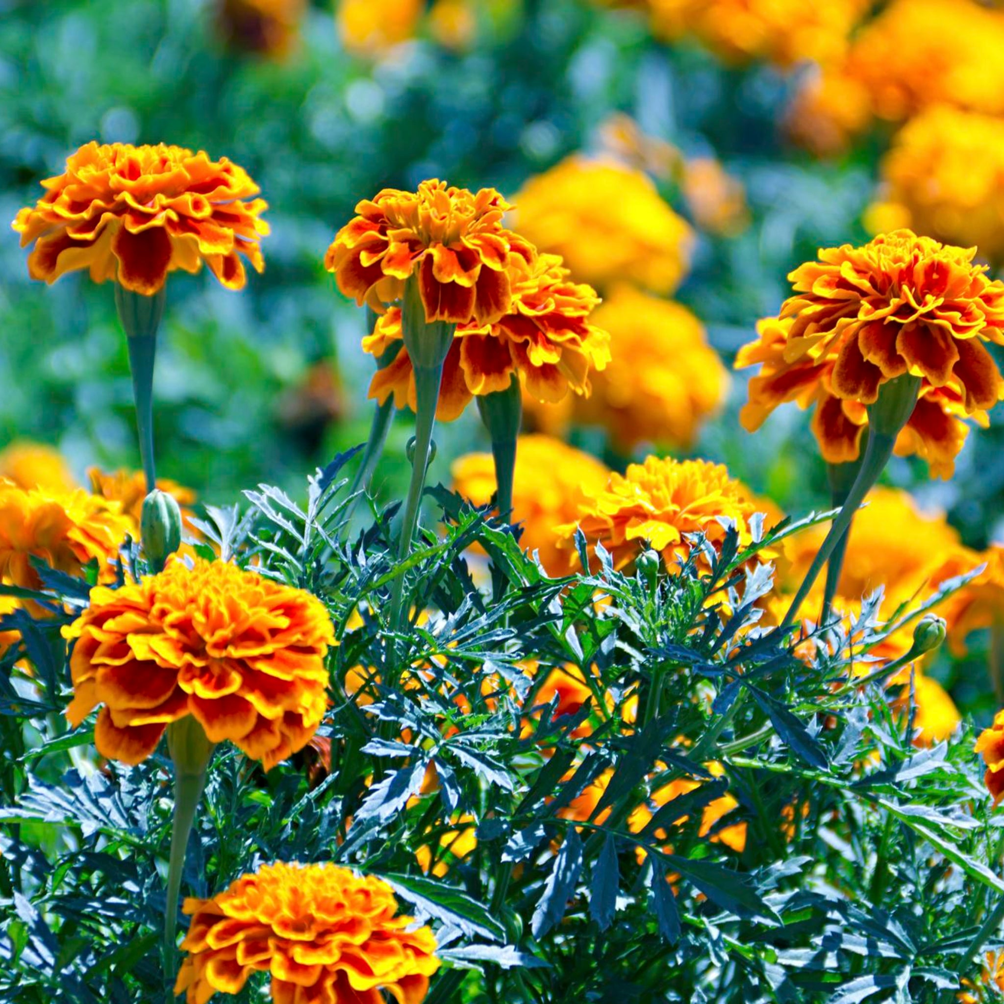 Beautiful Flower Seeds – Back To Nature Seed Company