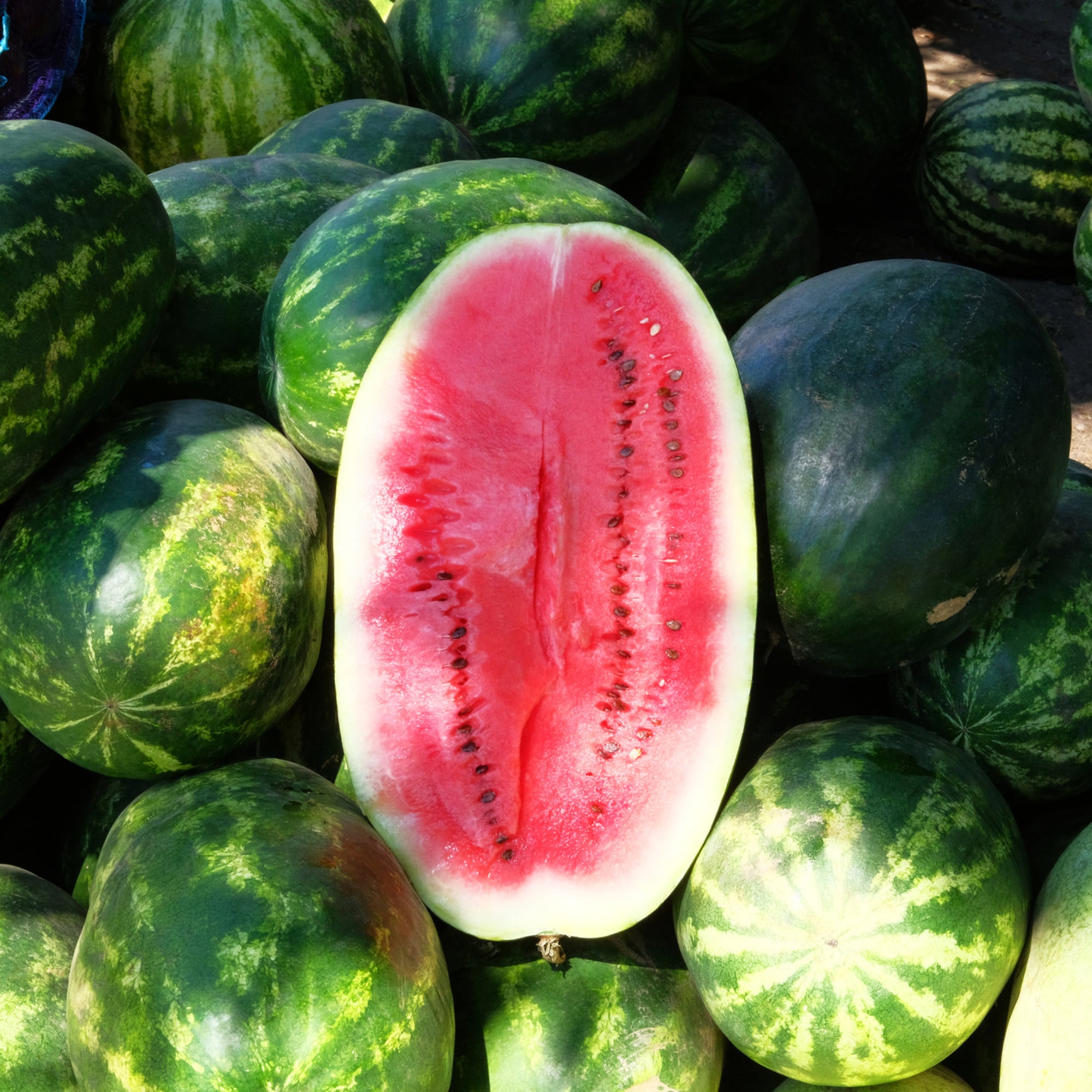 Charleston Grey Watermelon Seeds - Non Gmo - Heirloom Seeds – Fruit Se ...