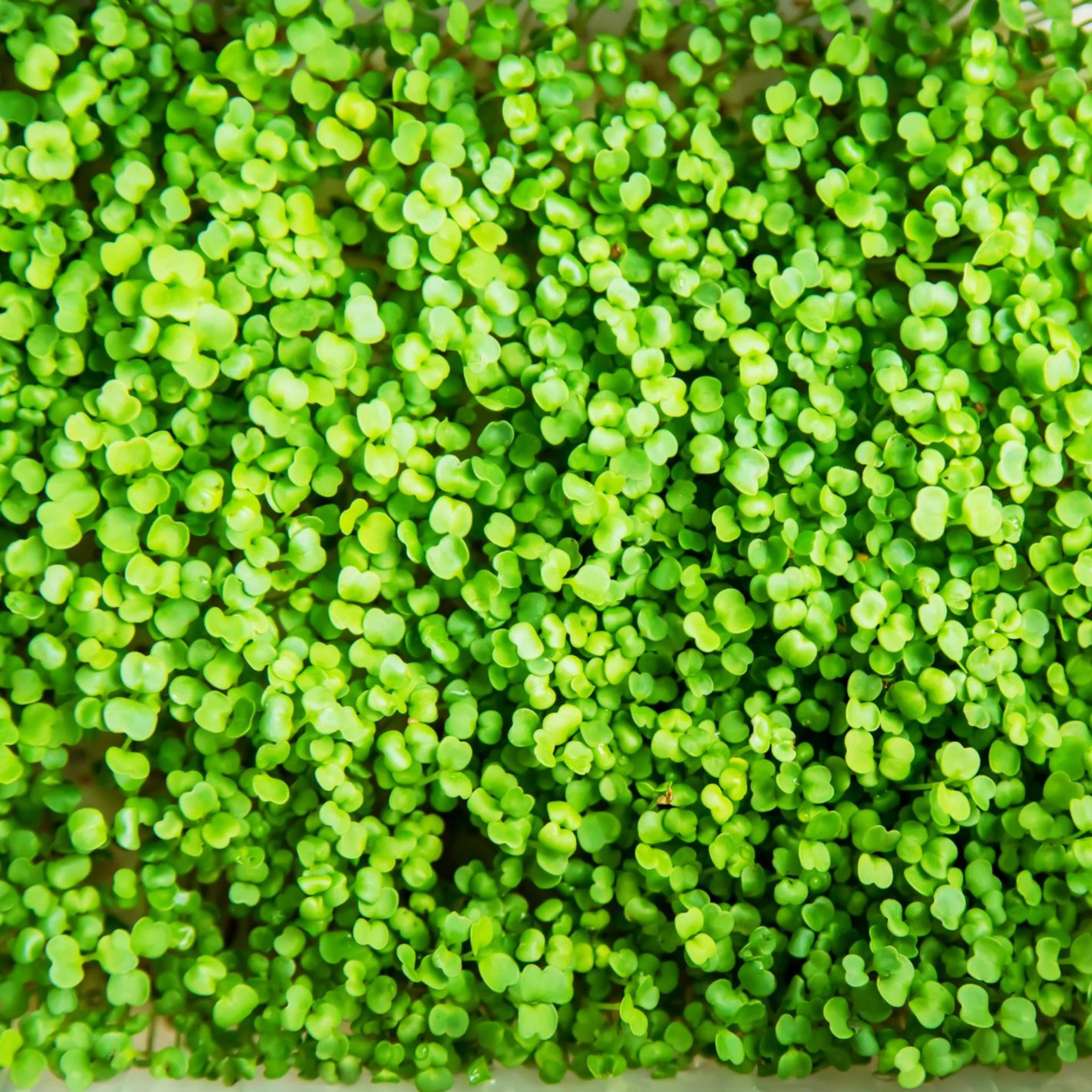 Microgreen Seeds – Back To Nature Seed Company