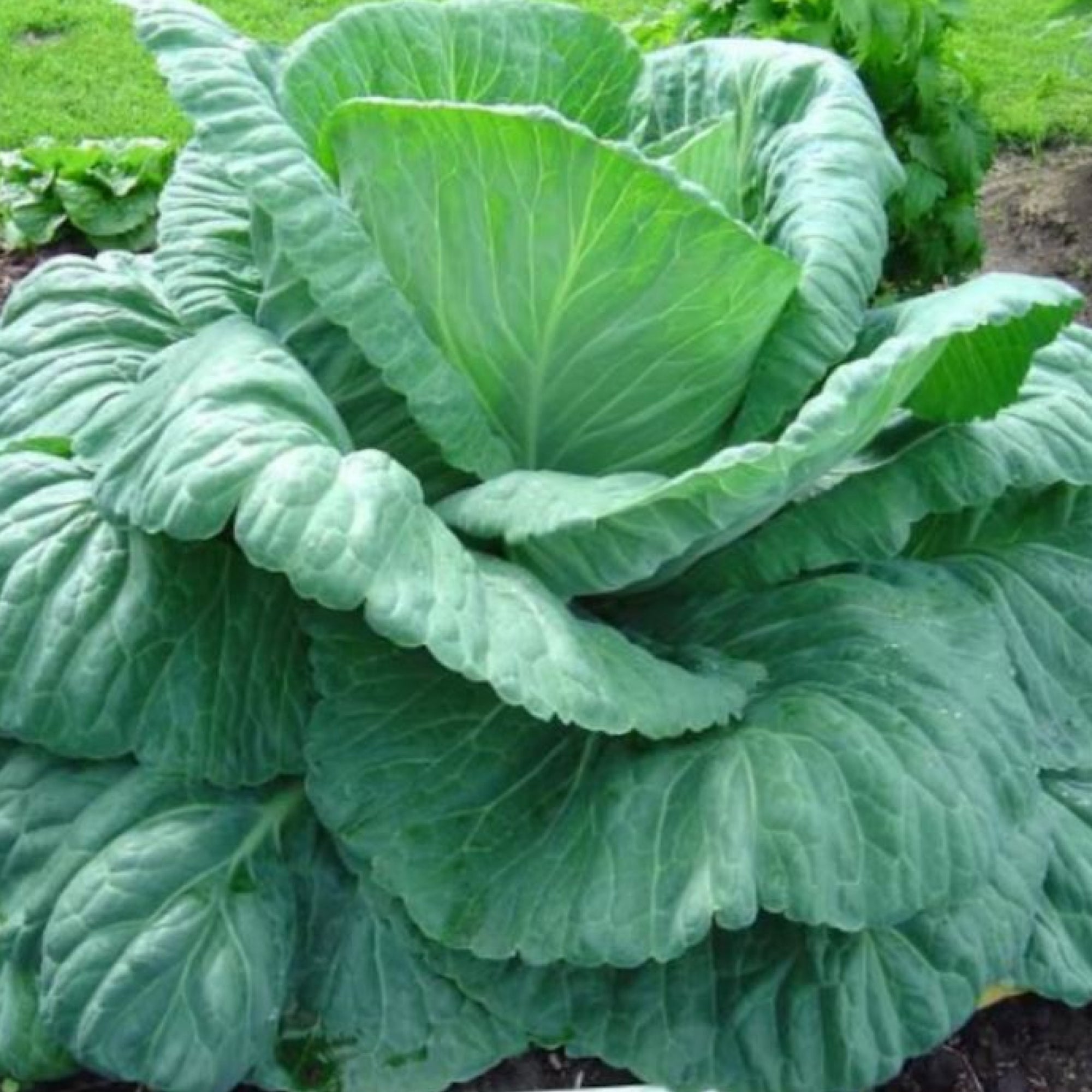 Giant Cabbage - Seeds - Organic - Non Gmo - Heirloom Seeds – Vegetable ...