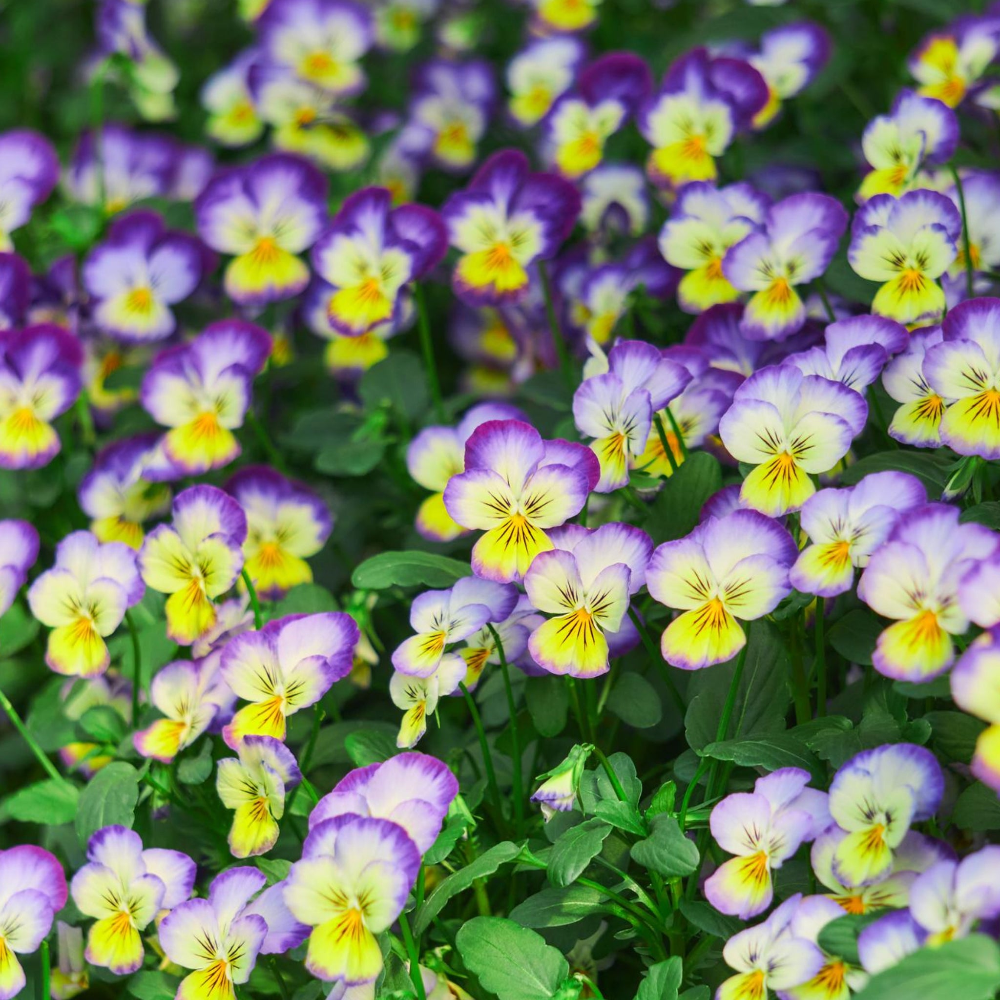 Johnny Jump Up Flowers - Seeds - Organic - Non Gmo - Heirloom Seeds ...