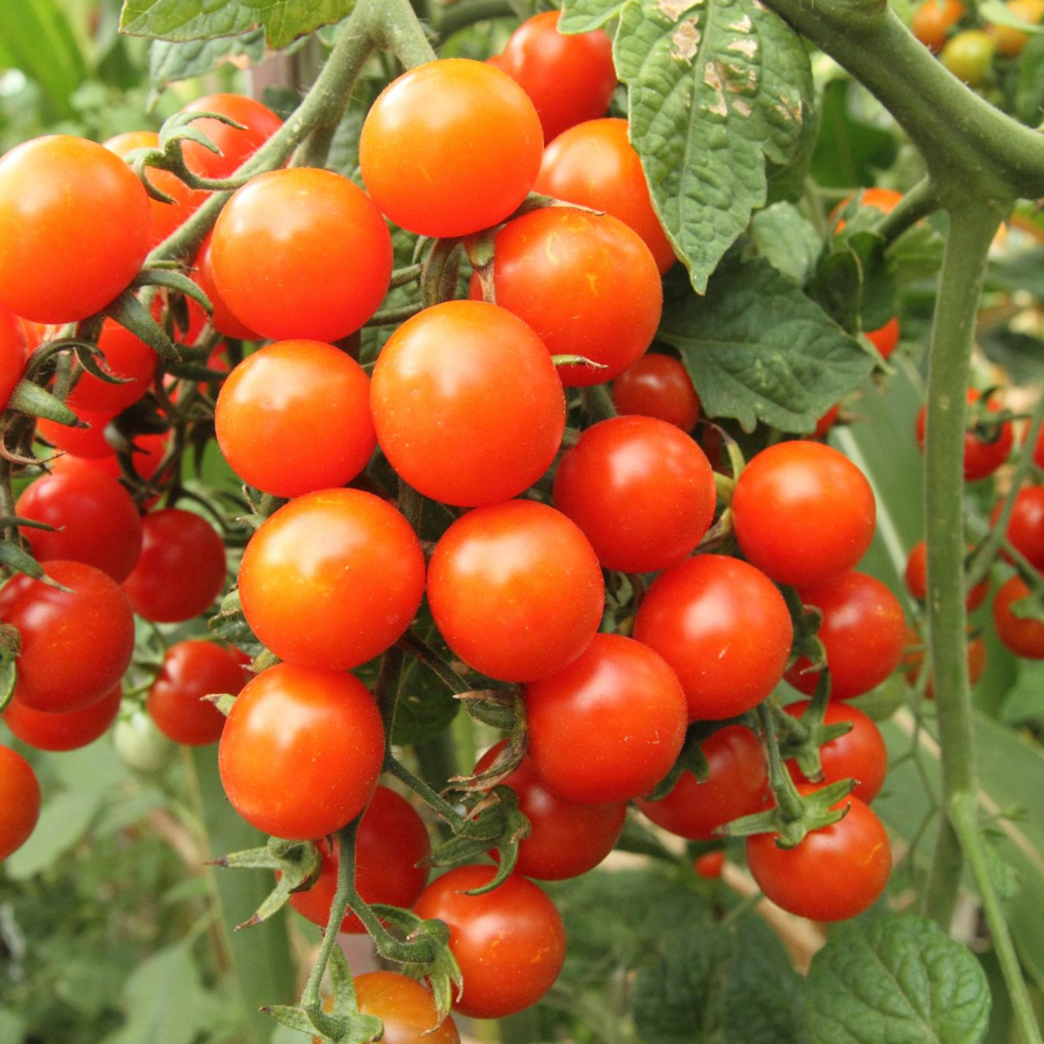 Large Red Cherry Tomatoes - Seeds - Organic - Non Gmo - Heirloom Seeds ...