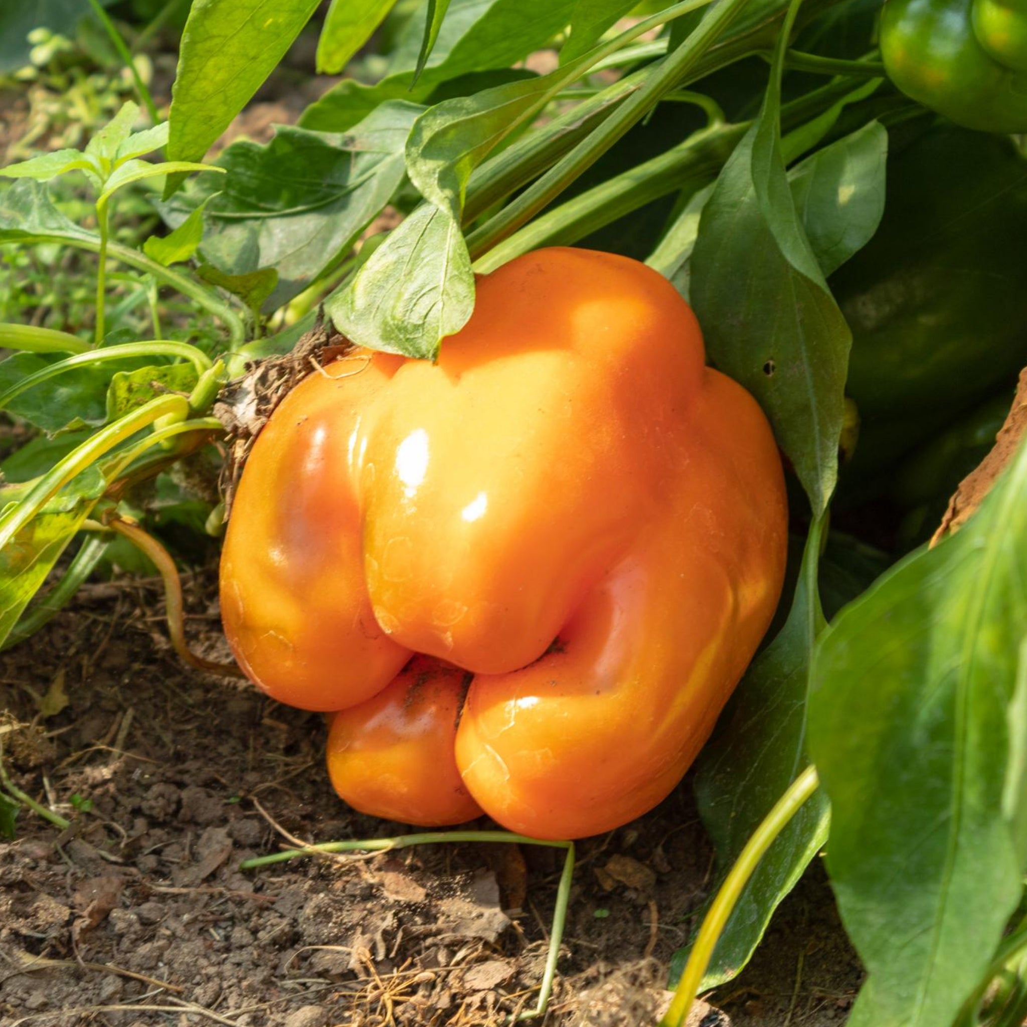 Orange Bell Pepper Plant