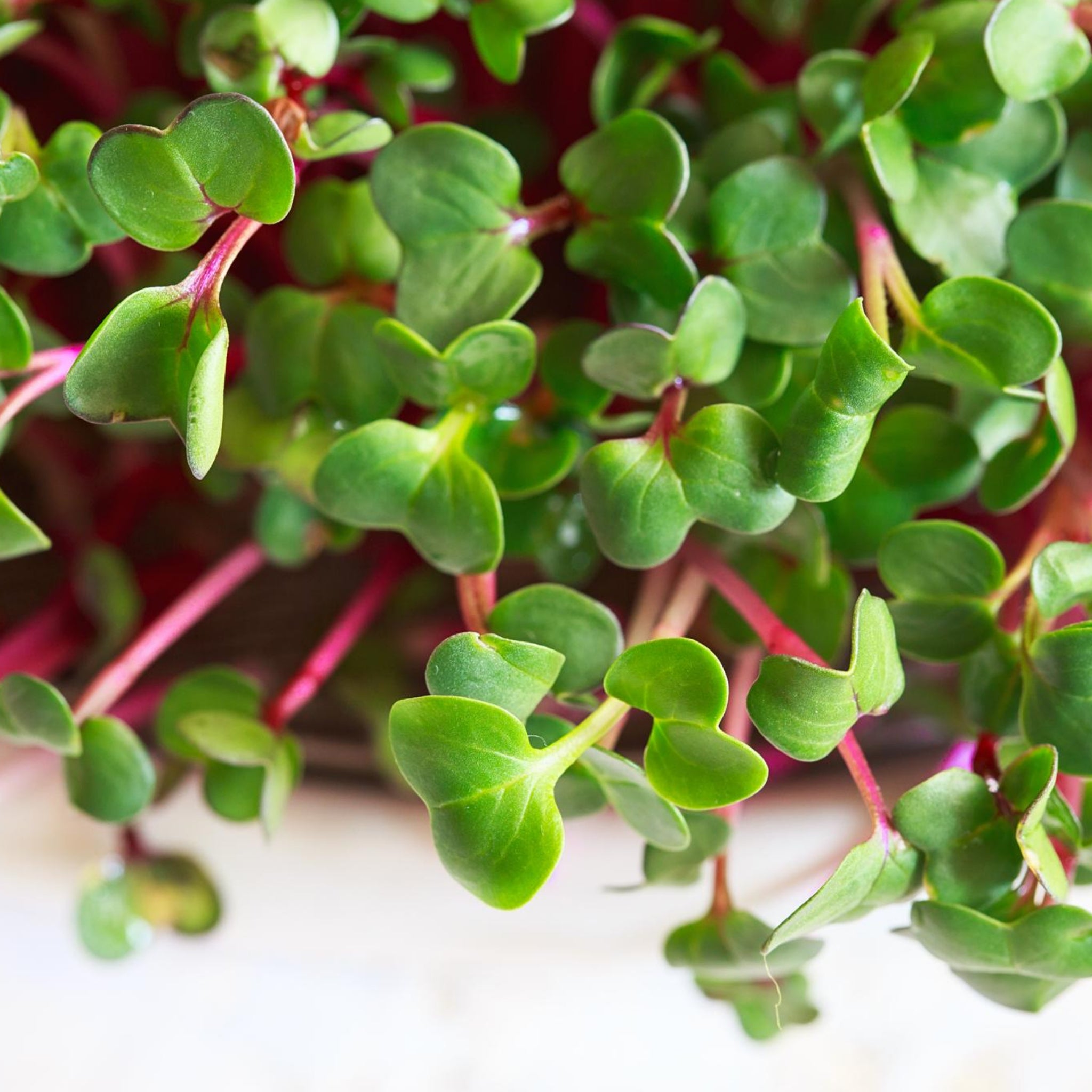 Radish Microgreen Seed Blend - 5 Varieties - Seeds - Non Gmo - Heirloo ...