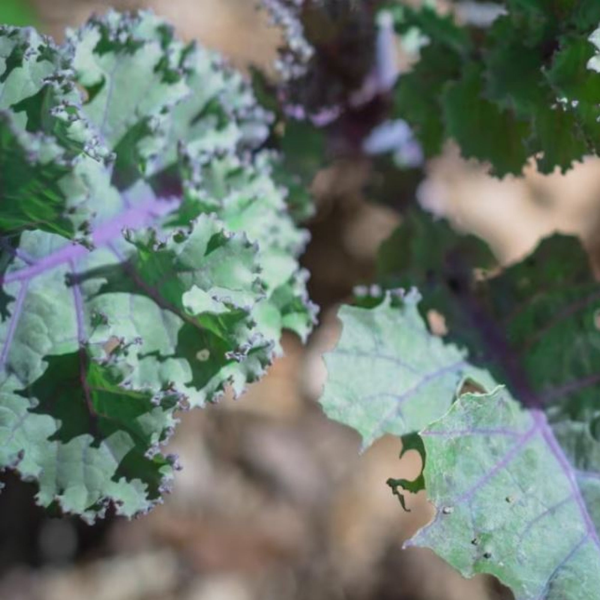 Red Russian Kale - Seeds - Organic - Non Gmo - Heirloom Seeds – Vegeta ...