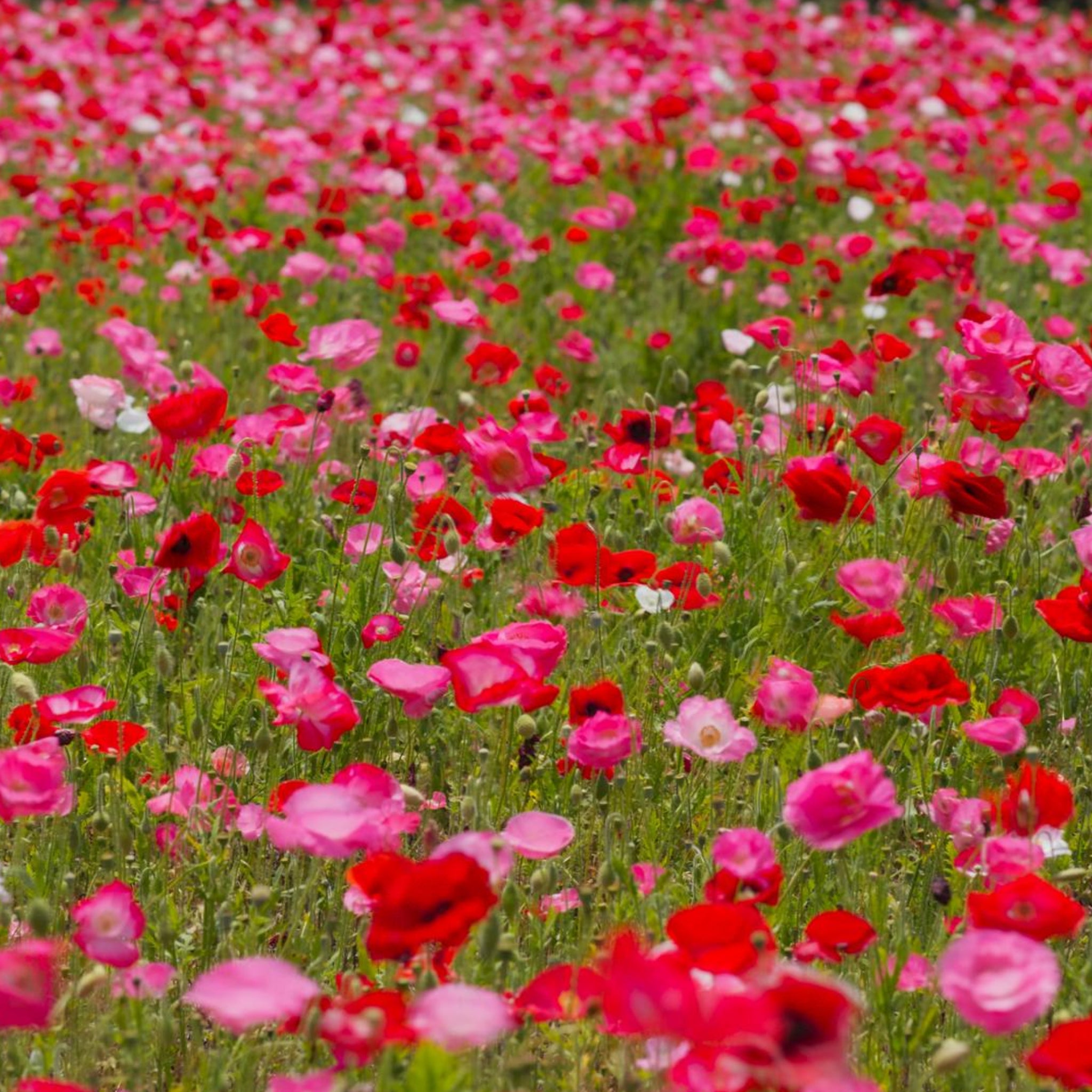 Shirley Mix Poppy Flowers - Seeds - Organic - Non Gmo - Heirloom Seeds ...