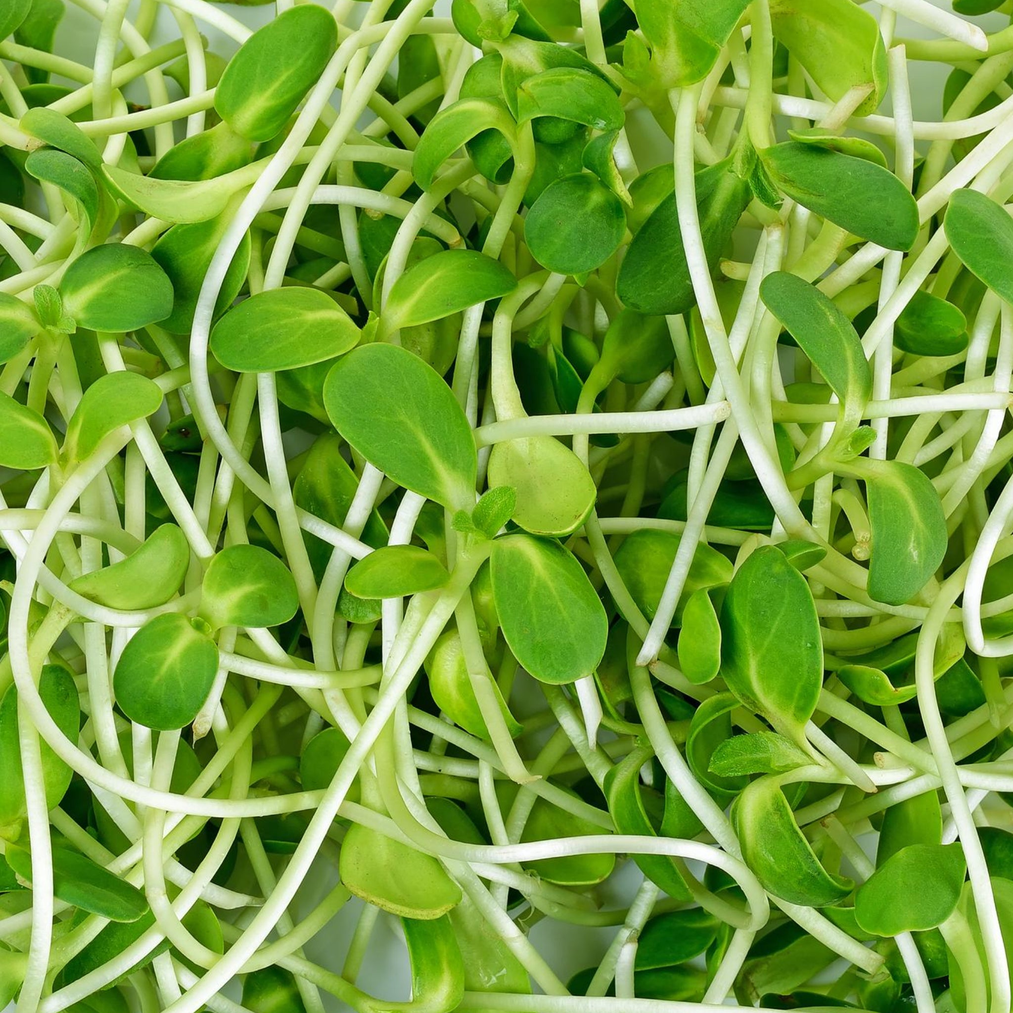 Sunflower Sprouting Seeds - Organic & Non Gmo - Heirloom Seeds – Sprou ...