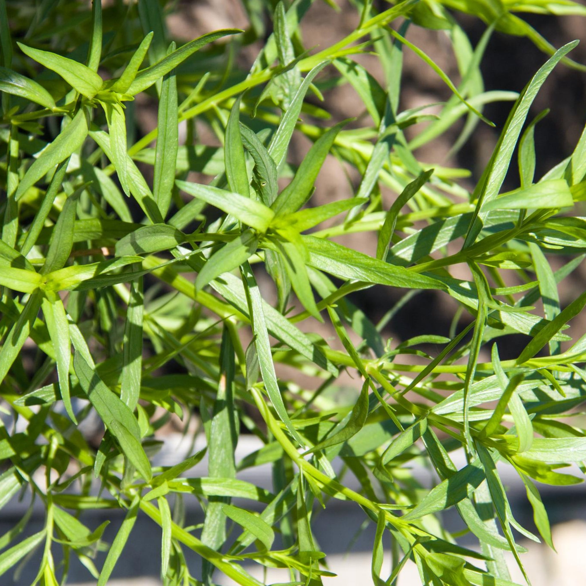 Tarragon (Russian) - Seeds - Organic - Non Gmo - Heirloom Seeds – Herb ...