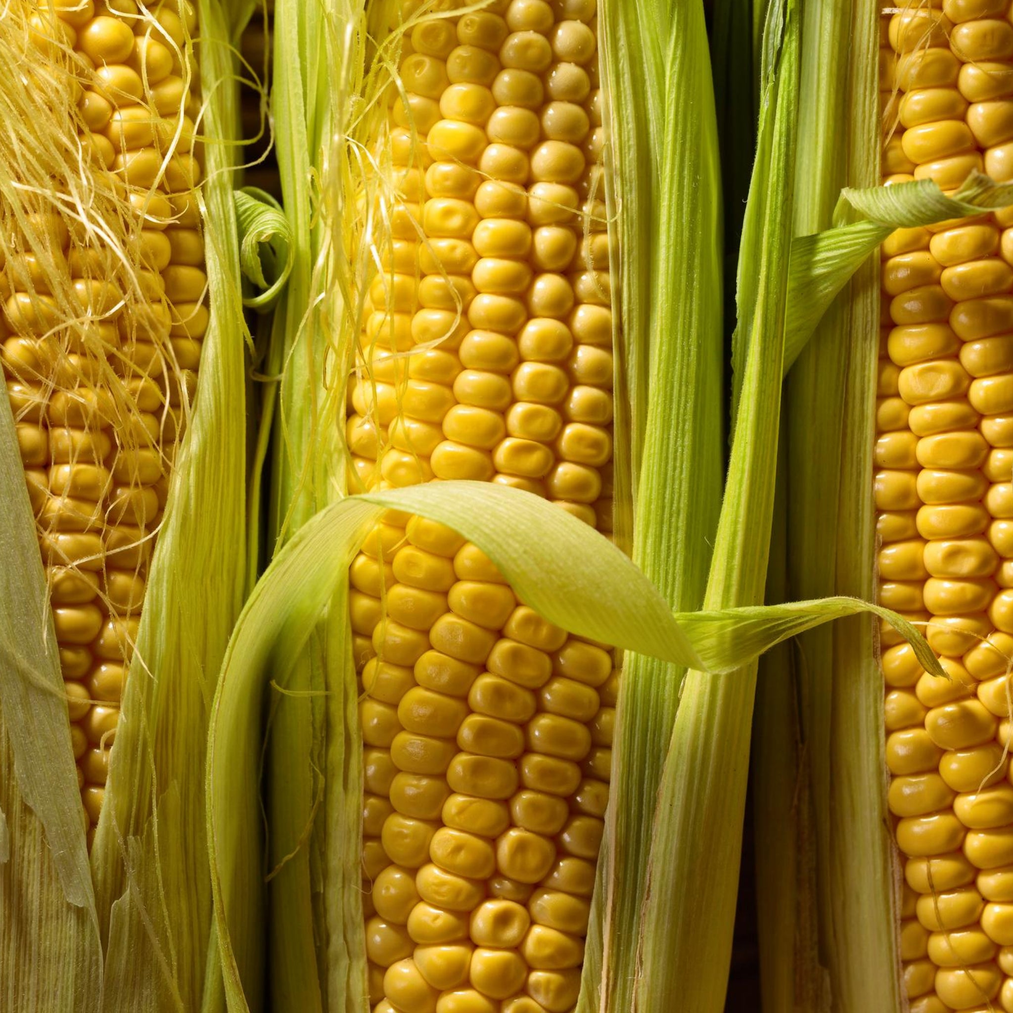 Yellow Sweet Corn - Golden Bantam Variety - Seeds - Organic - Non Gmo ...